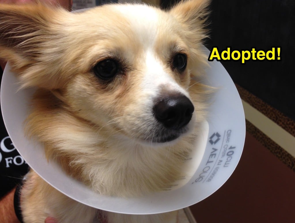 Adopted Dog | Dogs and Cats Forever, Inc.
