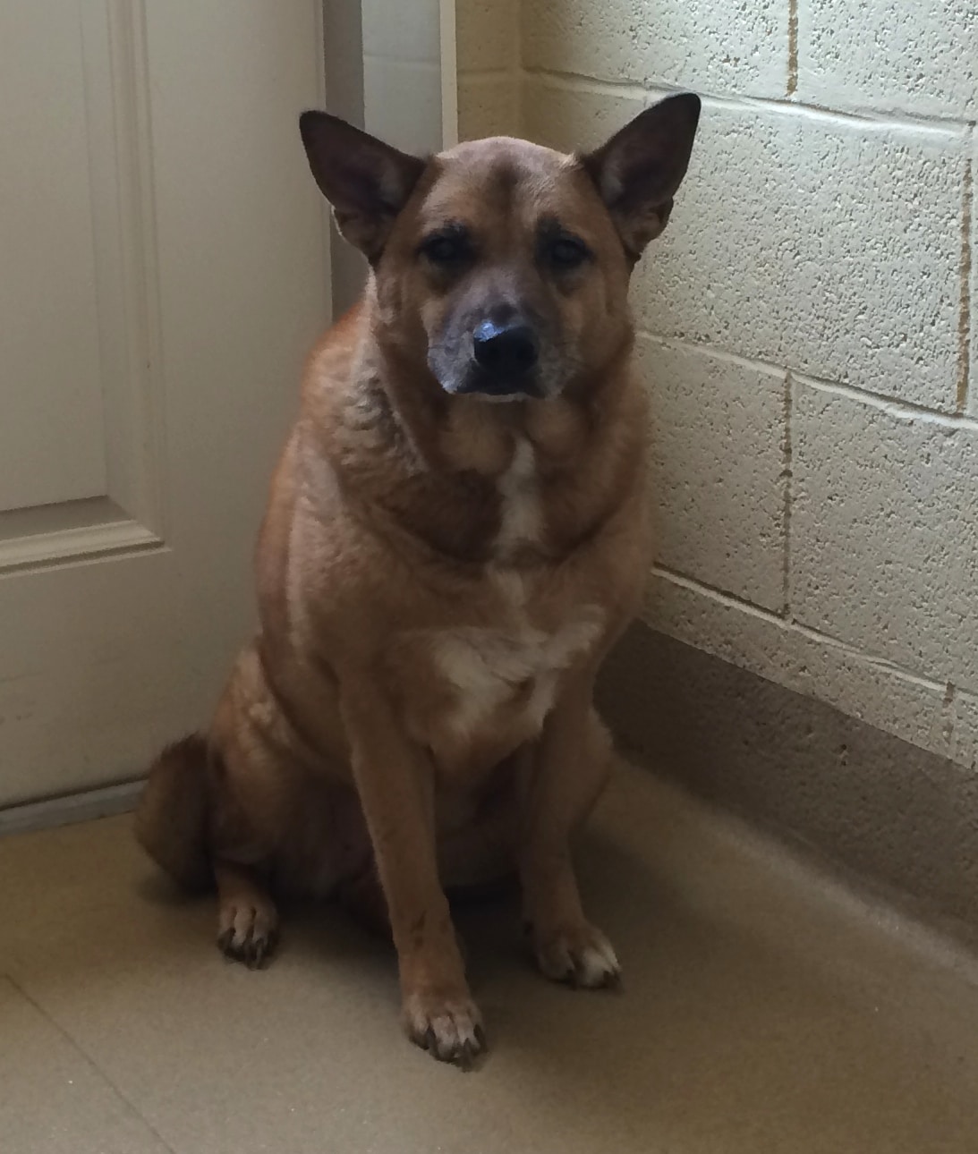 Dog | Dogs and Cats Forever, Inc.