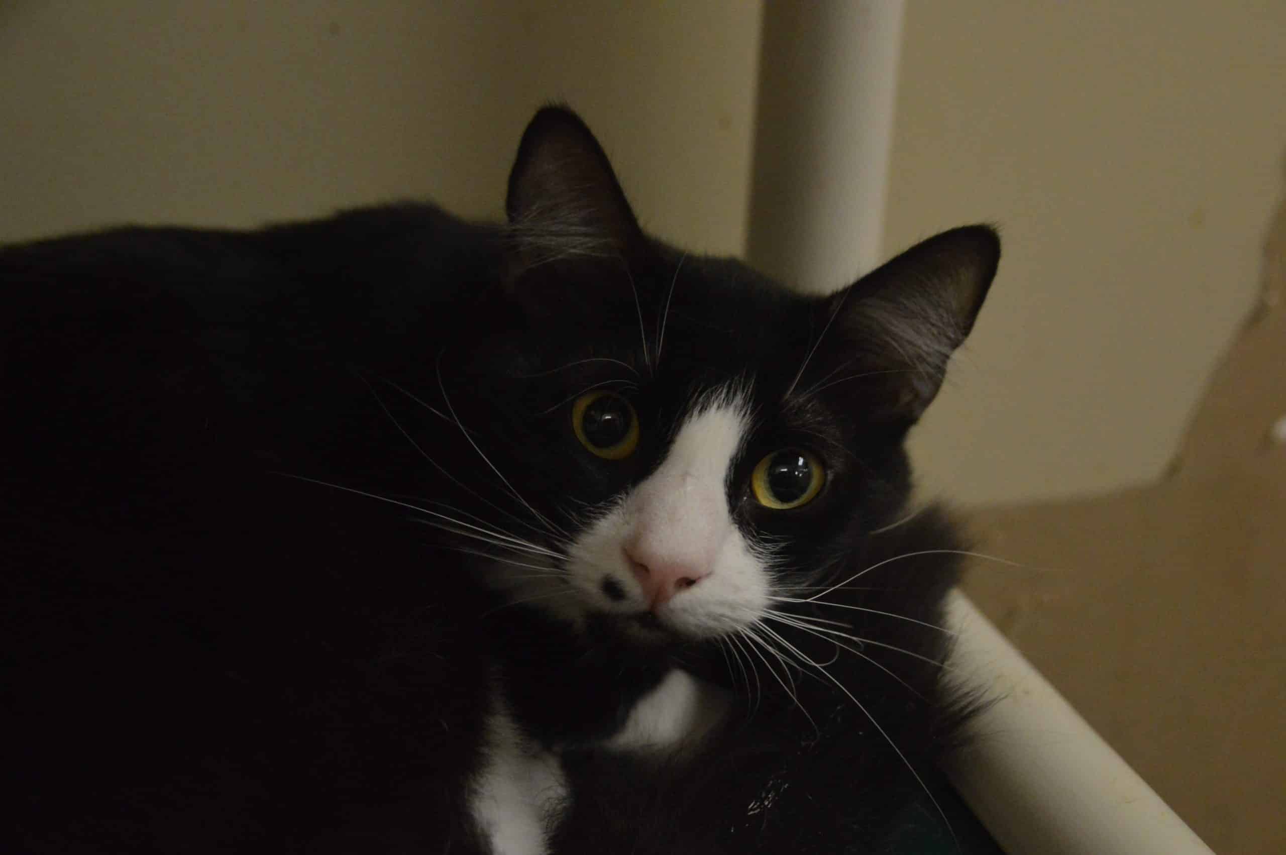 Cat | Dogs and Cats Forever, Inc. - Part 2