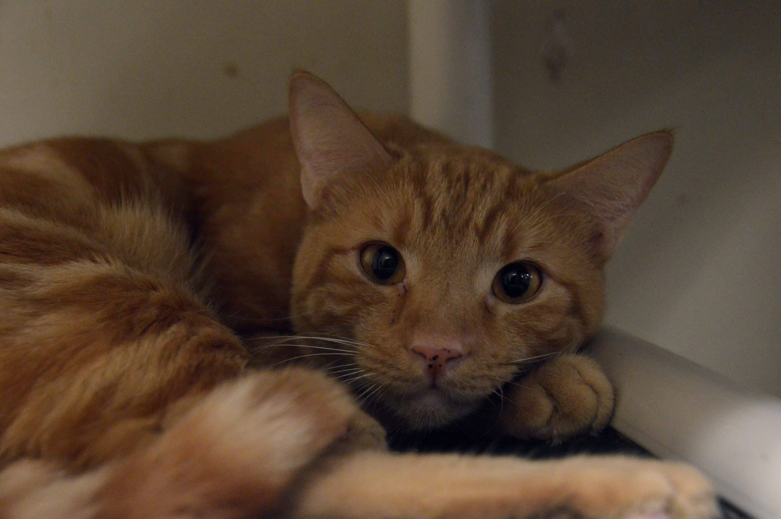 Cat | Dogs and Cats Forever, Inc.