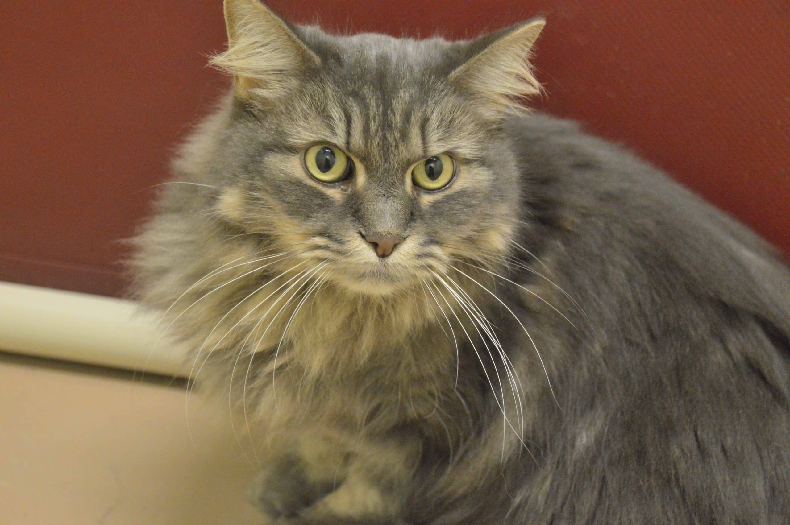 Cat | Dogs and Cats Forever, Inc. - Part 2