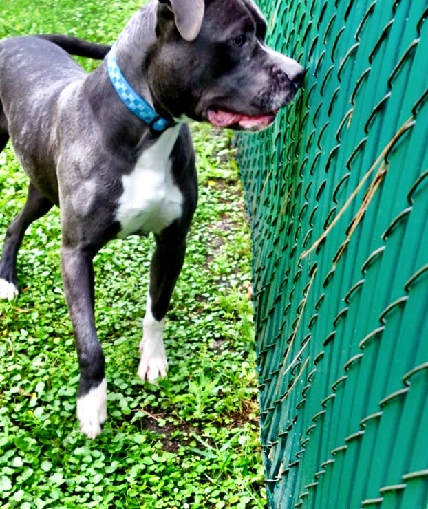 Dog | Dogs and Cats Forever, Inc.