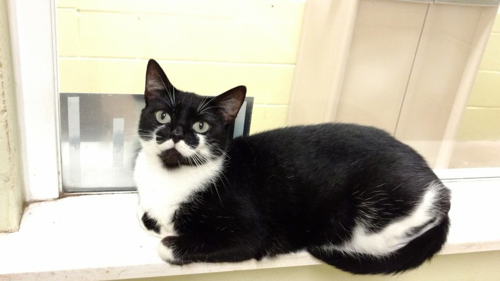 Cat | Dogs and Cats Forever, Inc.