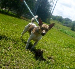 Dog | Dogs and Cats Forever, Inc.