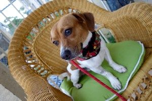 Dog | Dogs and Cats Forever, Inc.