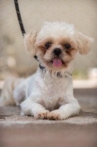 Dog | Dogs and Cats Forever, Inc.