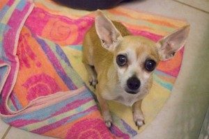 Dog | Dogs and Cats Forever, Inc.