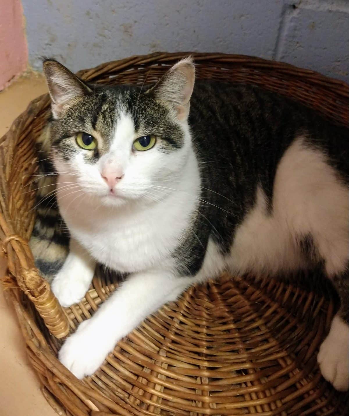 Dogs and Cats Forever, Inc.