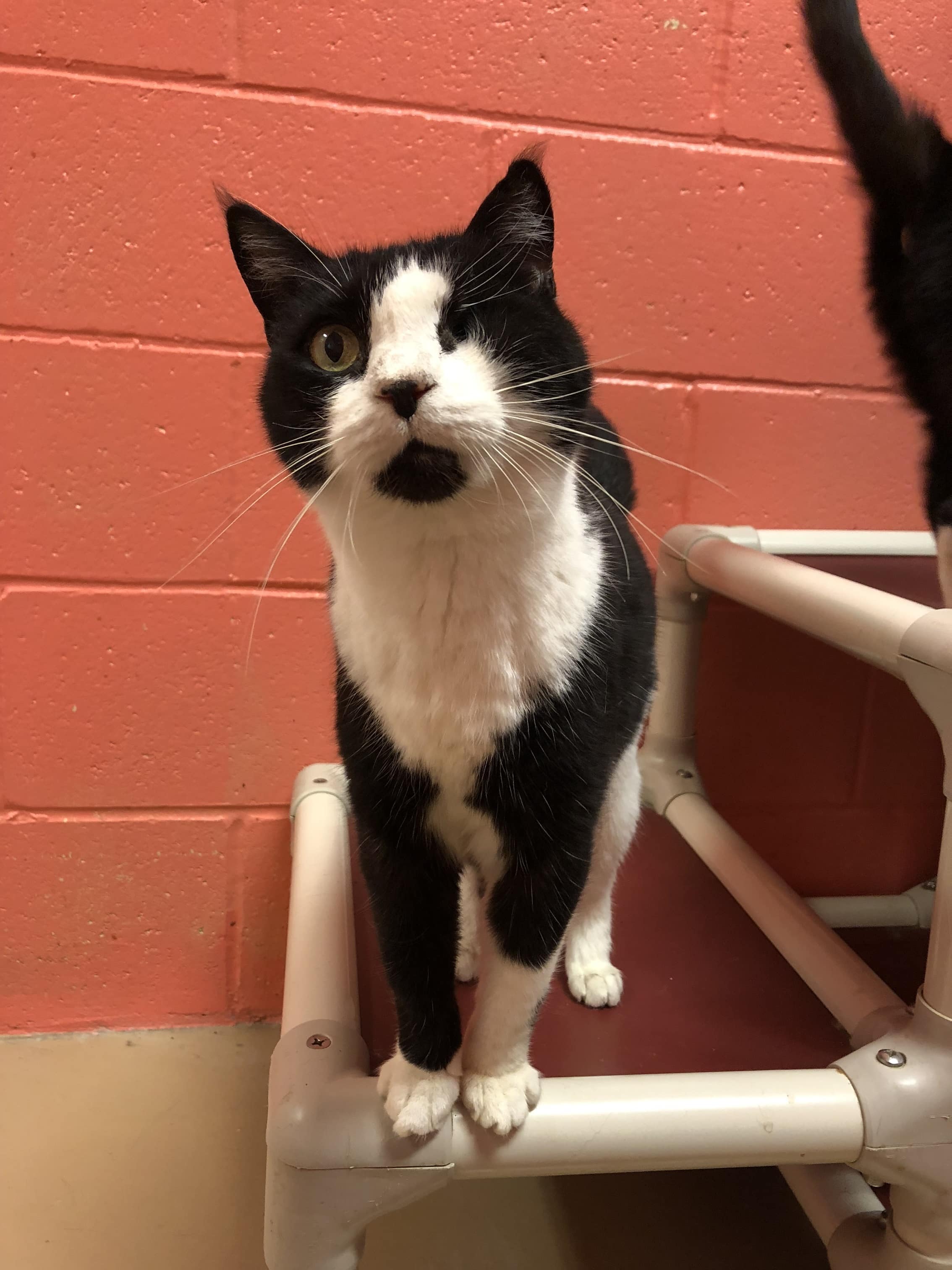 Dogs and Cats Forever, Inc.