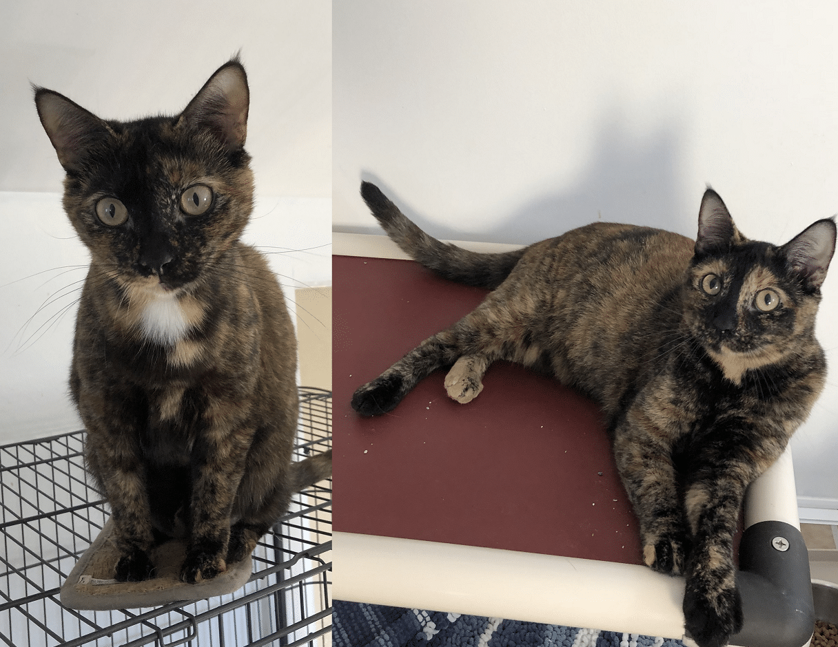 Dogs and Cats Forever, Inc.