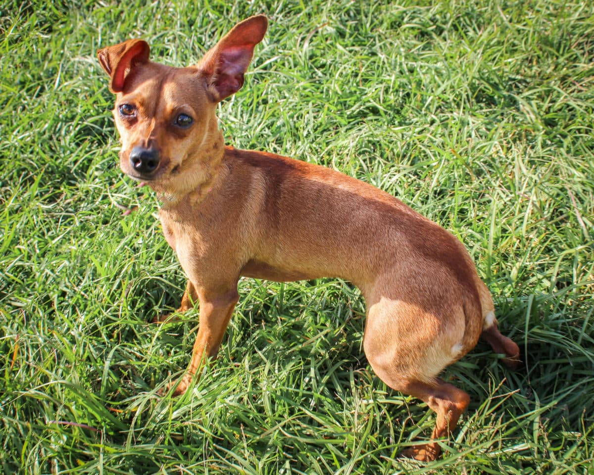 Dogs and Cats Forever, Inc.