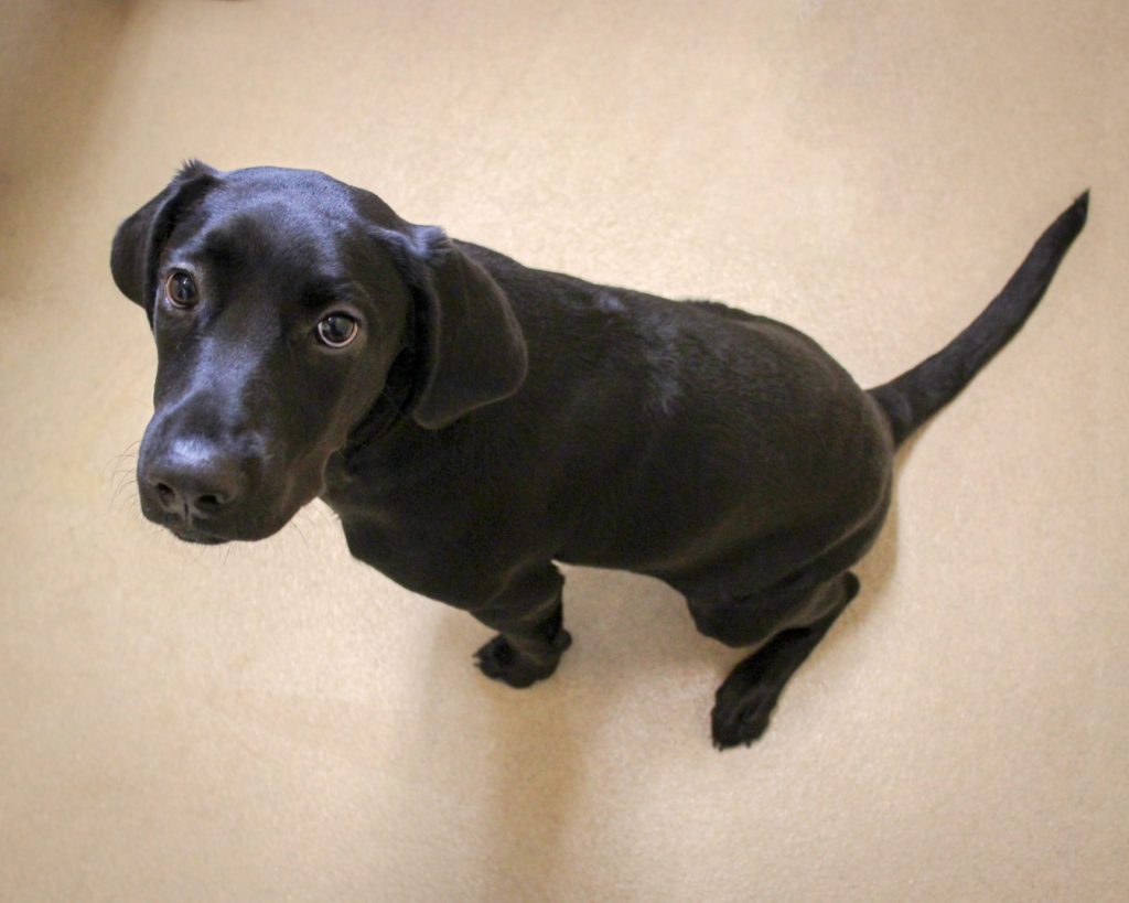 Dog | Dogs and Cats Forever, Inc.