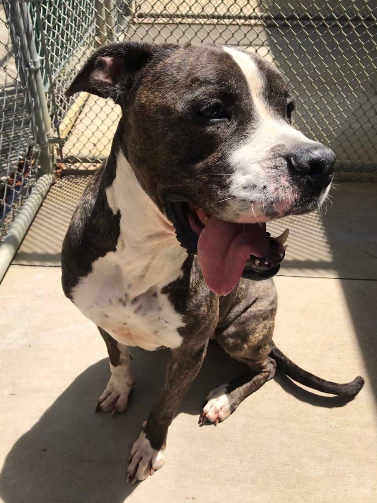 Dog | Dogs and Cats Forever, Inc.