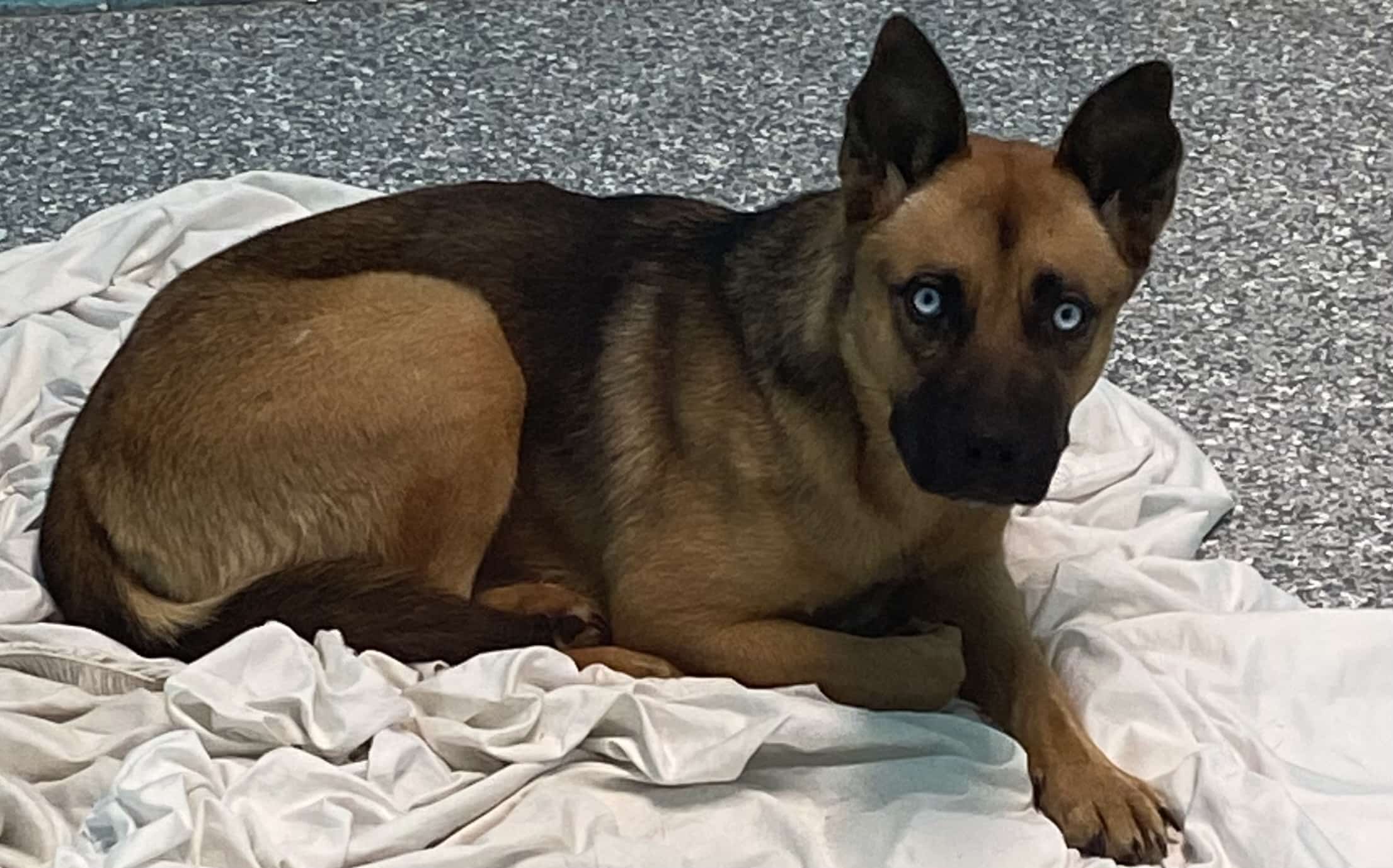 Dogs and Cats Forever, Inc.