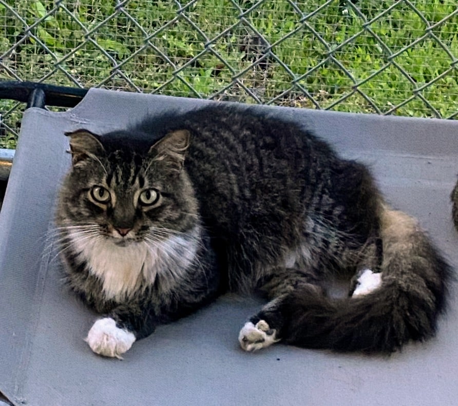 Cats