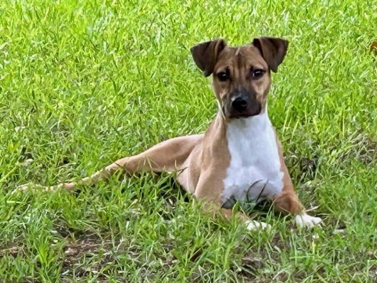 Dog