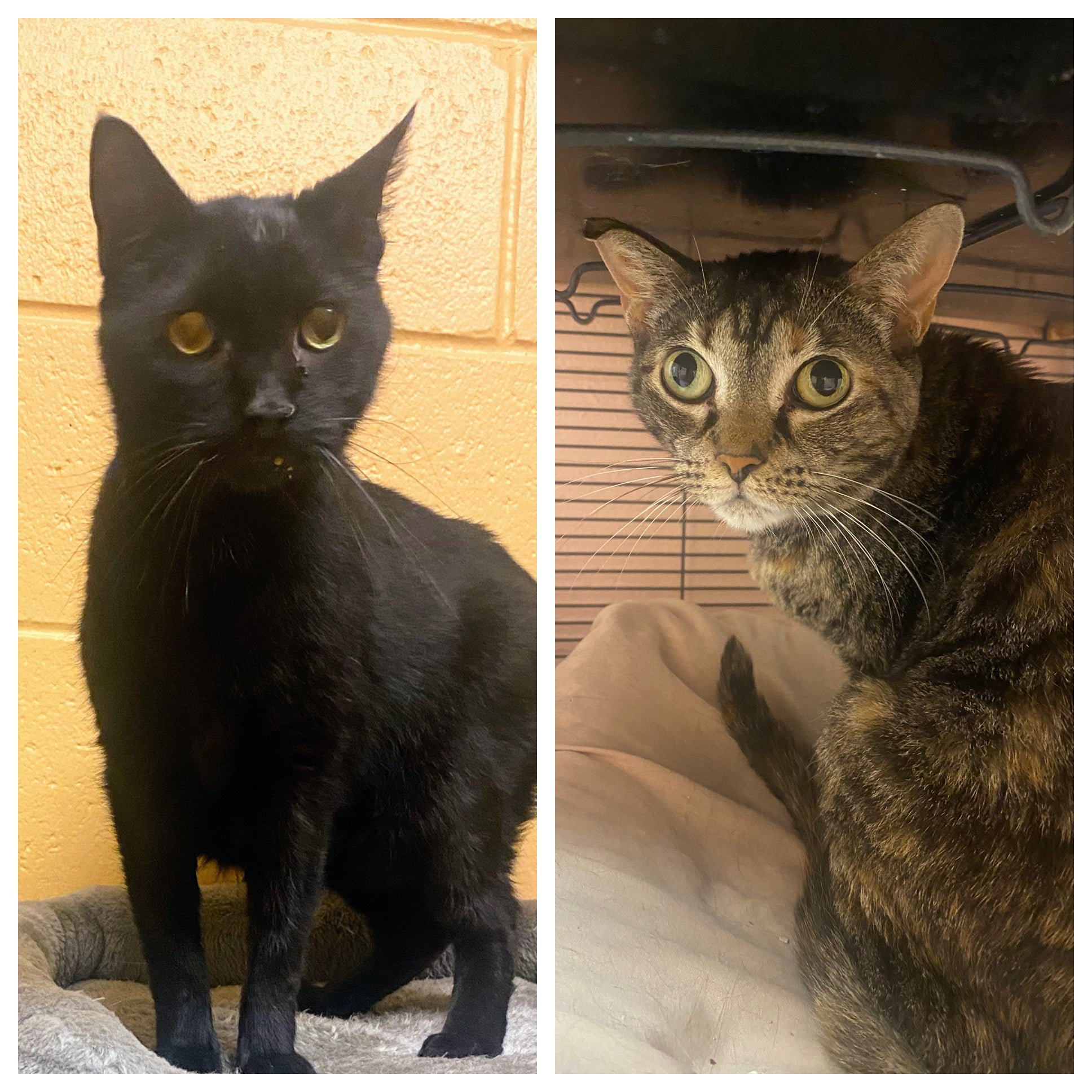 Radar and Sugar Bear